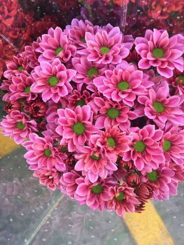 Chrysanthimum - Goldpetal - official website