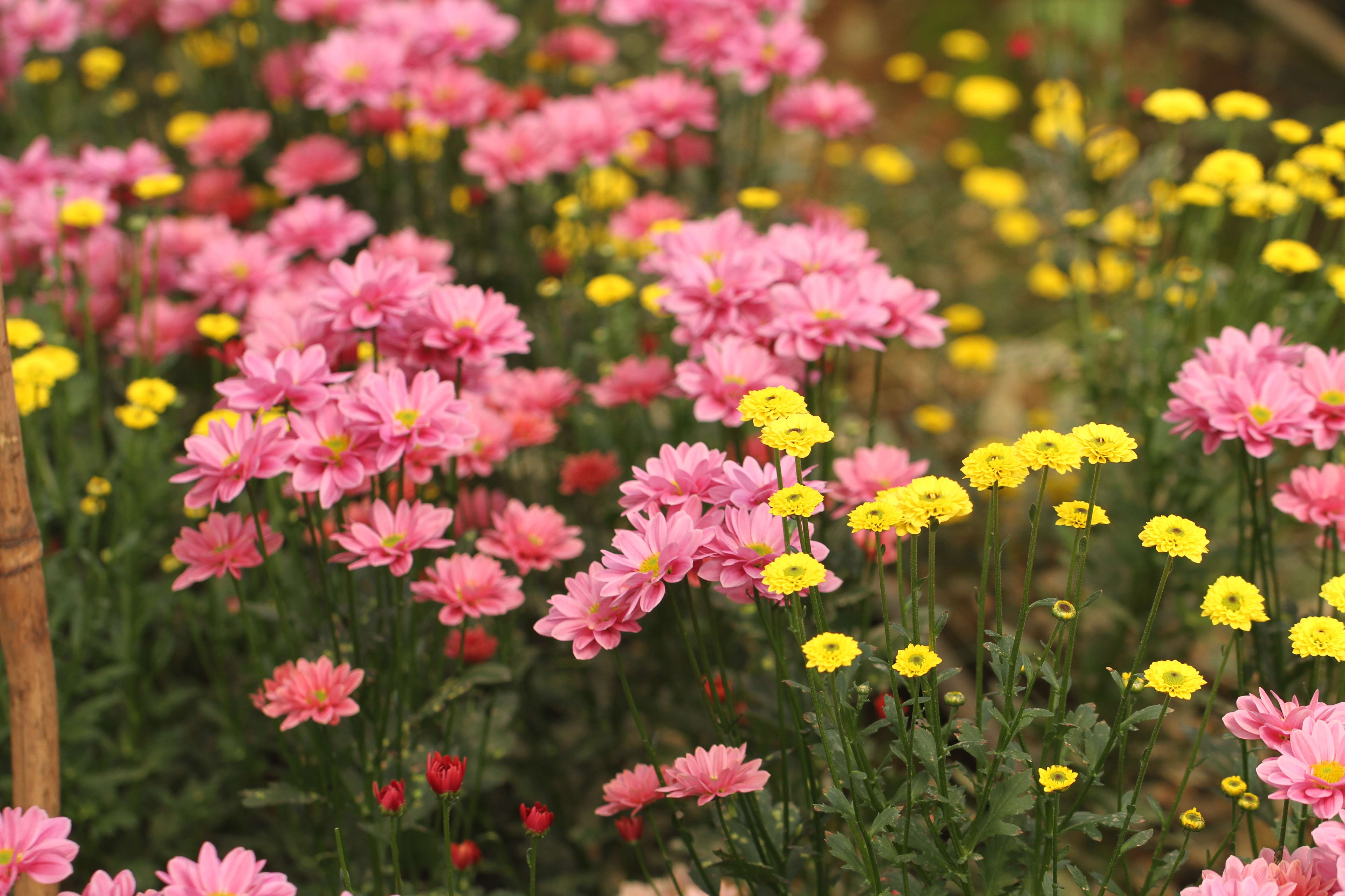 Chrysanthimum - Goldpetal - official website