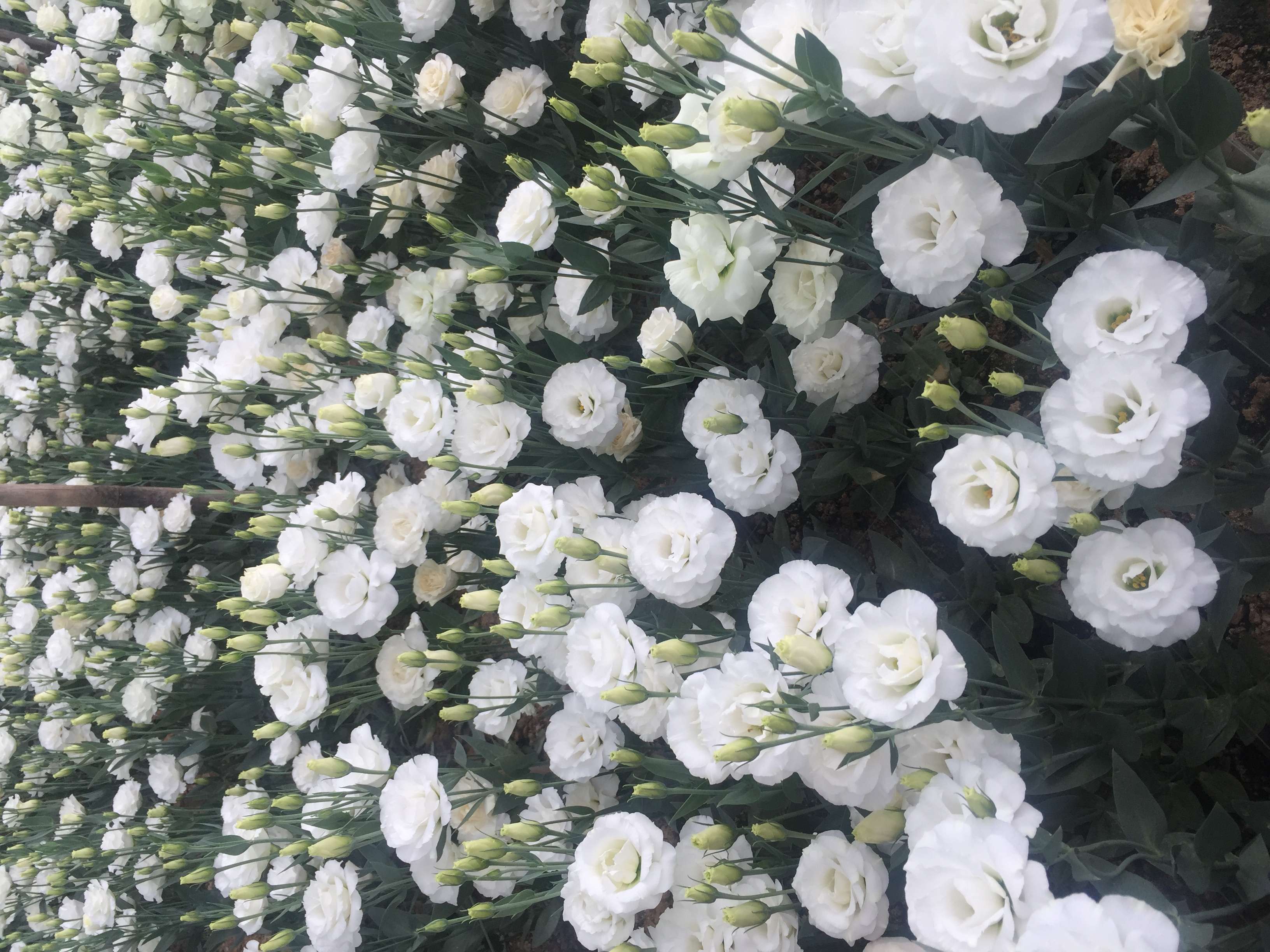 Eustoma - Goldpetal - official website